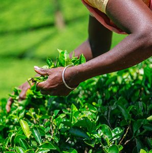 Flavourtech | Innovative processing solutions